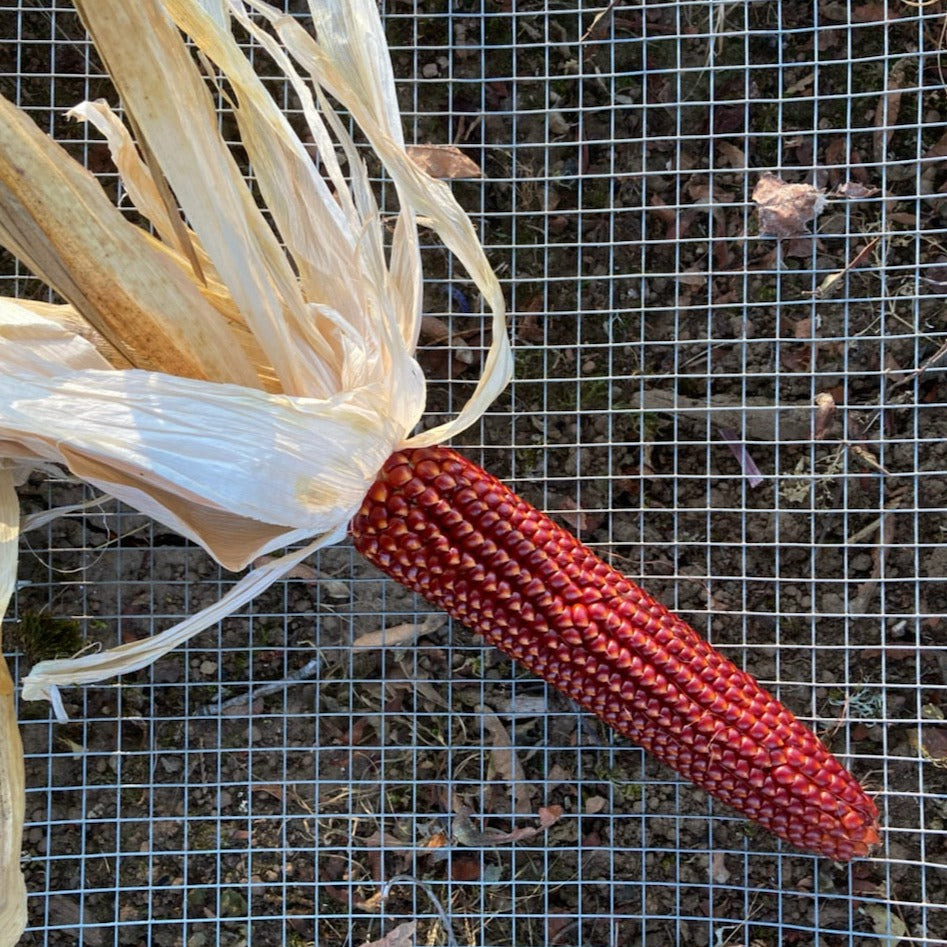 Floriani Red Flint Corn – Truelove Seeds