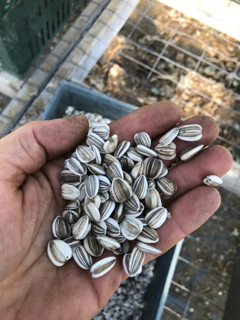 Mammoth Grey Stripe Sunflower – Truelove Seeds Mammoth Grey Stripe Sunflower – Truelove Seeds
