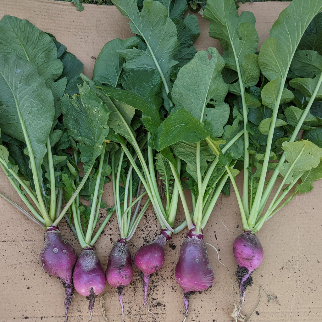 Purple Plum Radish – Truelove Seeds