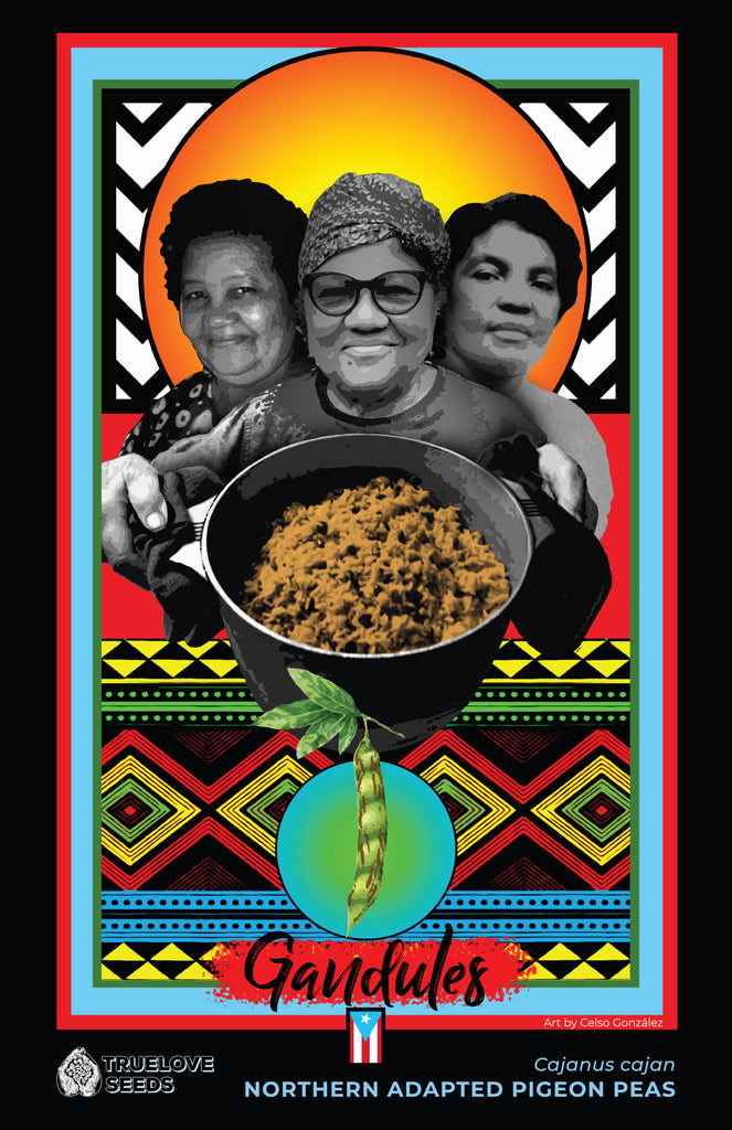 Philadelphia Stories Collection: Northern Adapted Pigeon Peas (Gandule ...