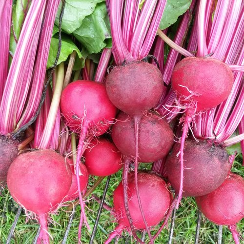 Guardsmark Chioggia Beet – Truelove Seeds