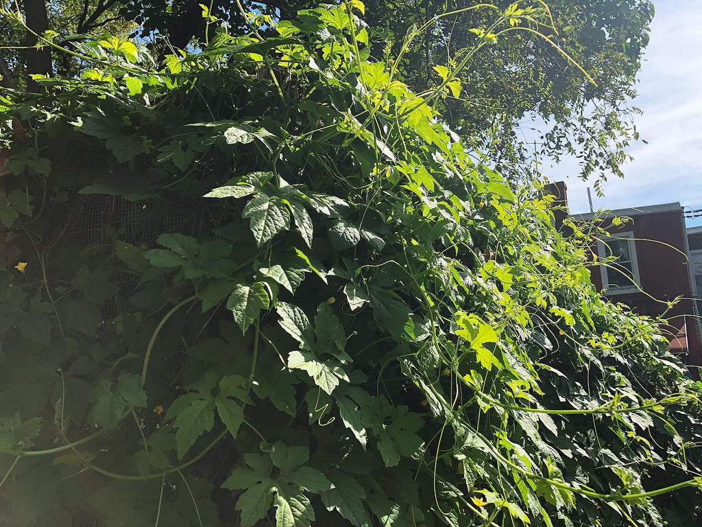Cerasee (Bitter Melon Leaf) – Truelove Seeds