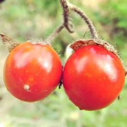 Espina Colorada (Litchi Tomato) – Truelove Seeds
