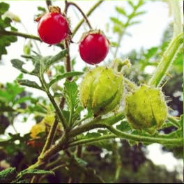 Espina Colorada (Litchi Tomato) – Truelove Seeds