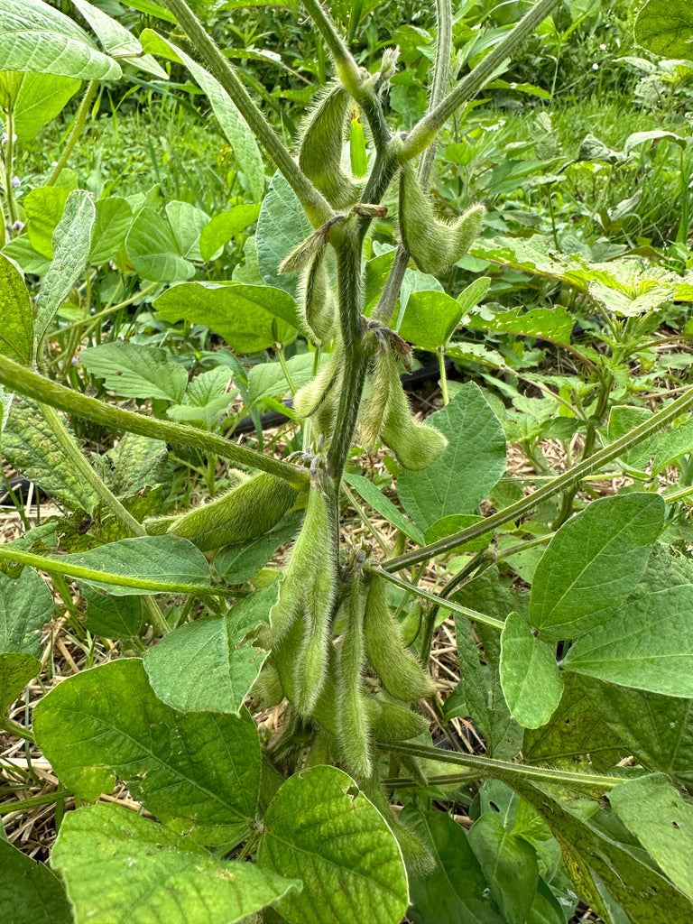 Midori Giant Edamame – Truelove Seeds