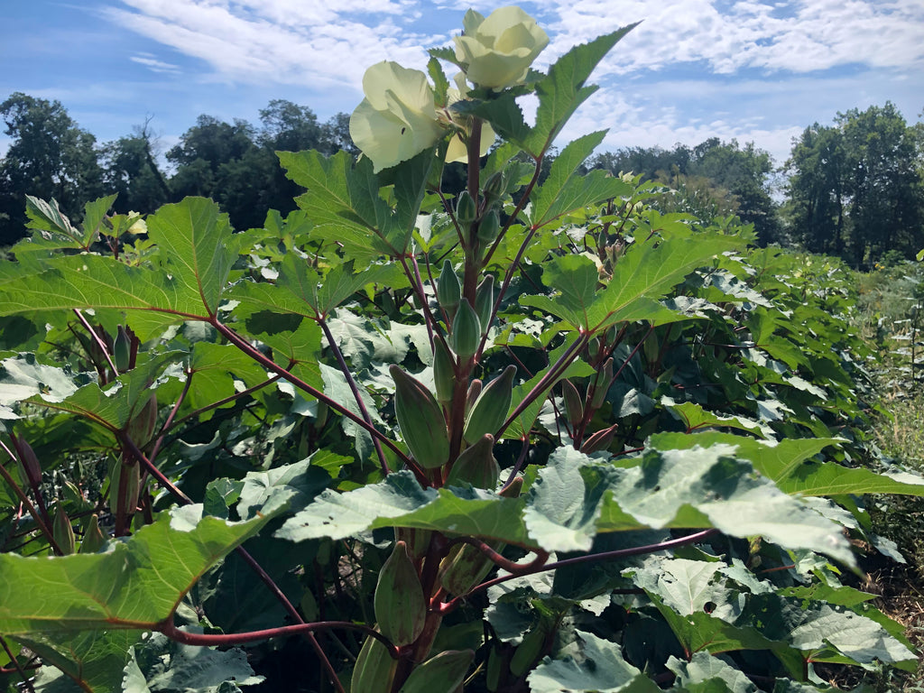 Alabama Red Okra – Truelove Seeds