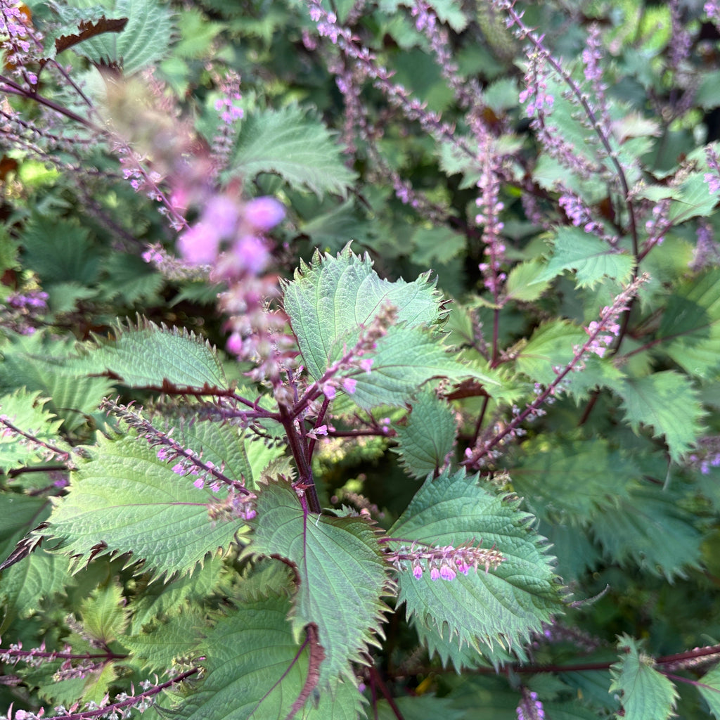 Hojiso Shiso – Truelove Seeds