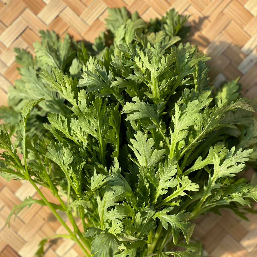 Oasis Shungiku (Chrysanthemum Greens) – Truelove Seeds