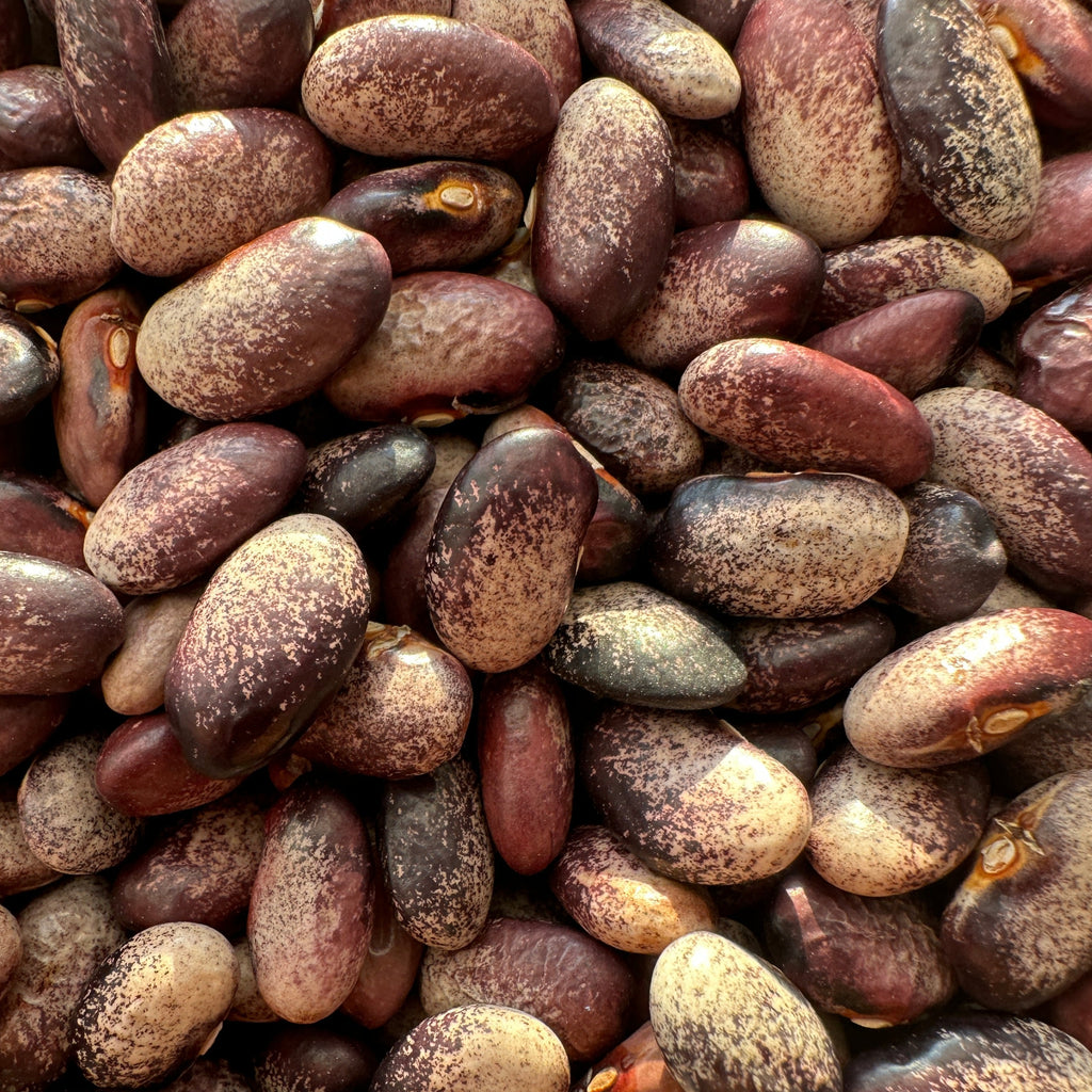 Ohio Pole Bean – Truelove Seeds