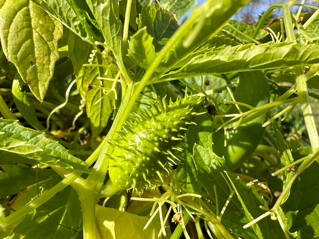 Achocha (Caigua) – Truelove Seeds