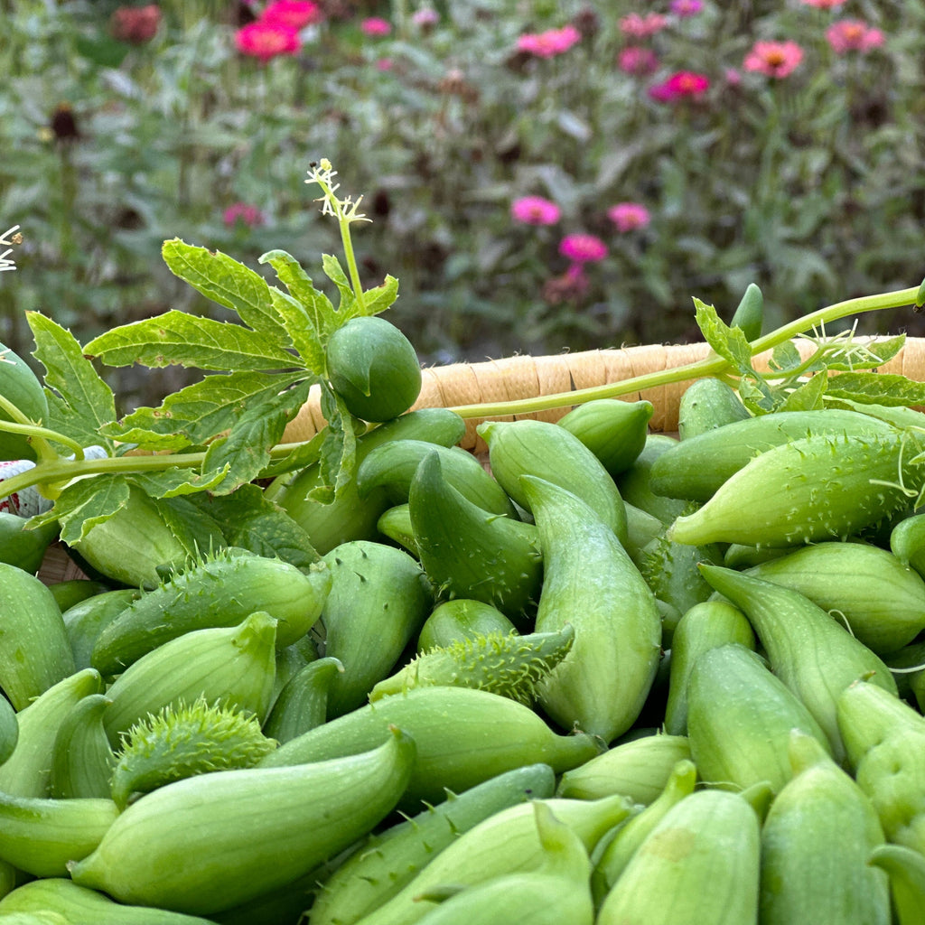 Achocha (Caigua) – Truelove Seeds