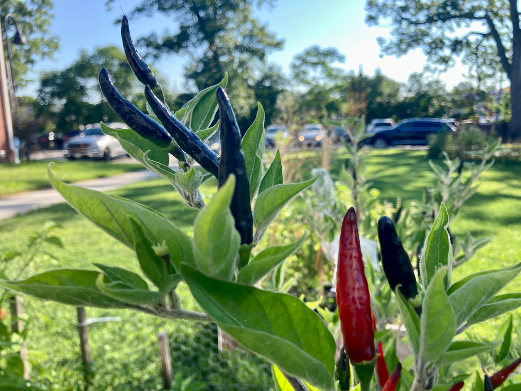 Wilson's Vietnamese Devil Pepper – Truelove Seeds