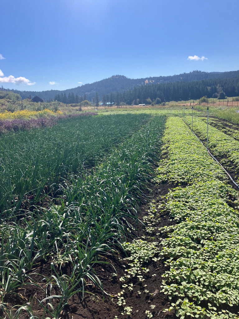 Tareh (Persian Leek) – Truelove Seeds