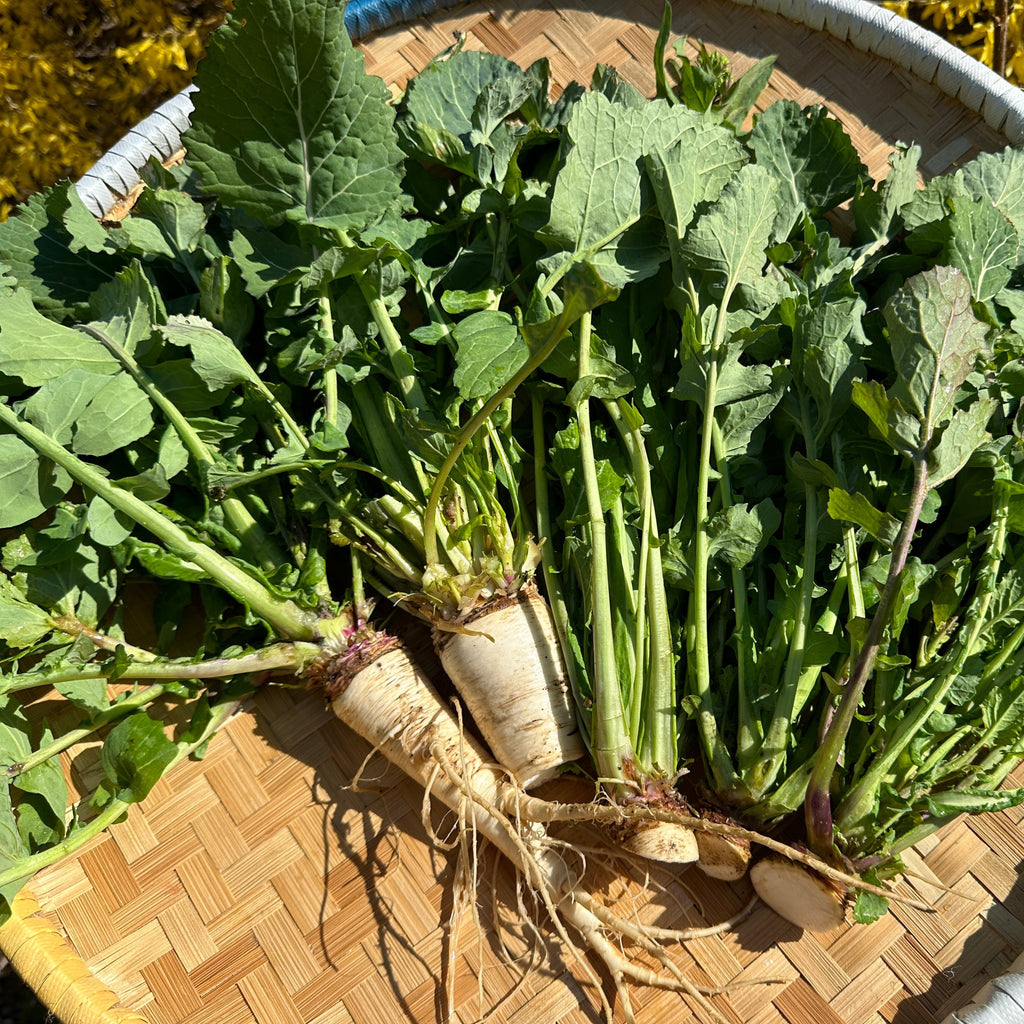 Rabi (Broccoli Rabe) – Truelove Seeds