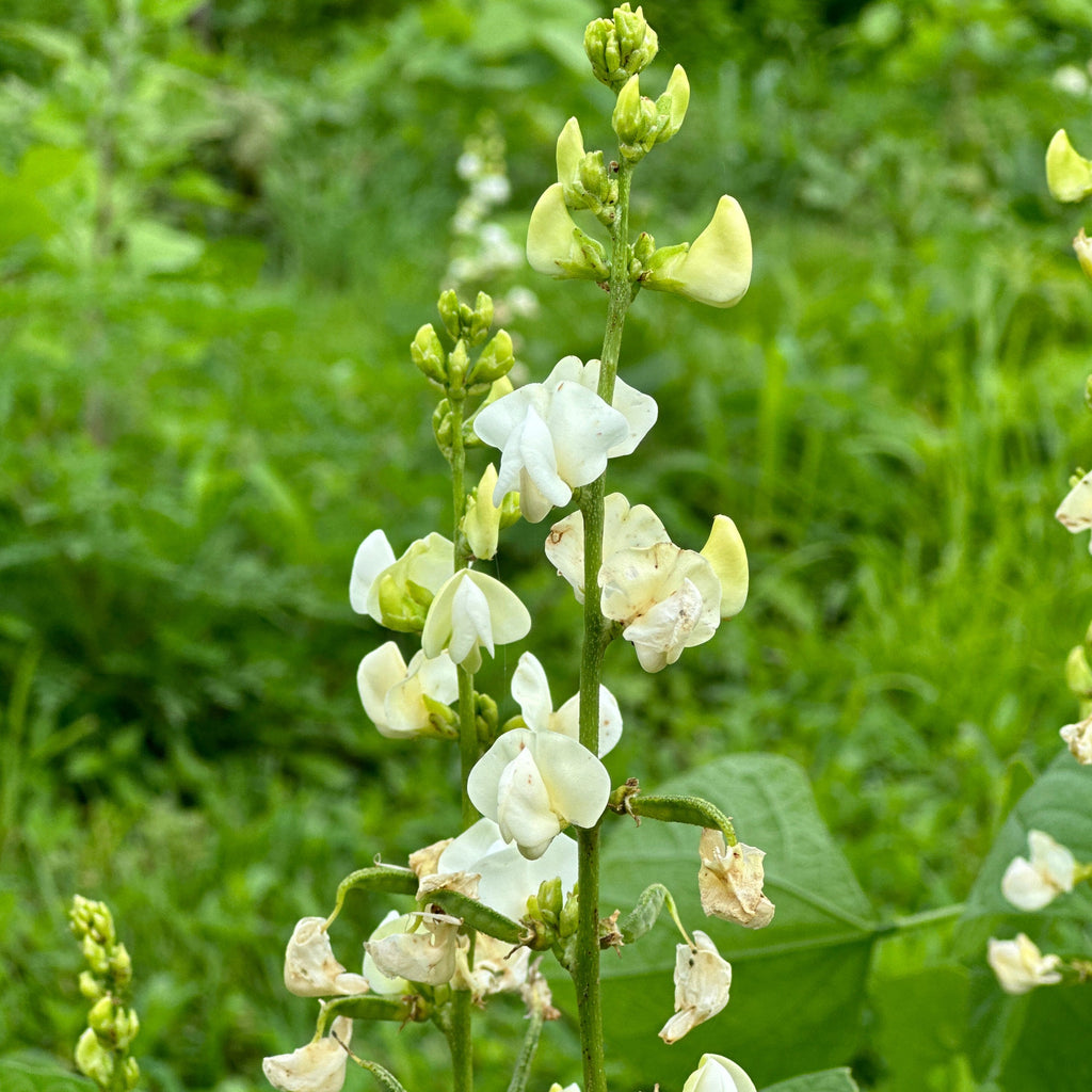 Avarakkai (Green Hyacinth Bean) – Truelove Seeds