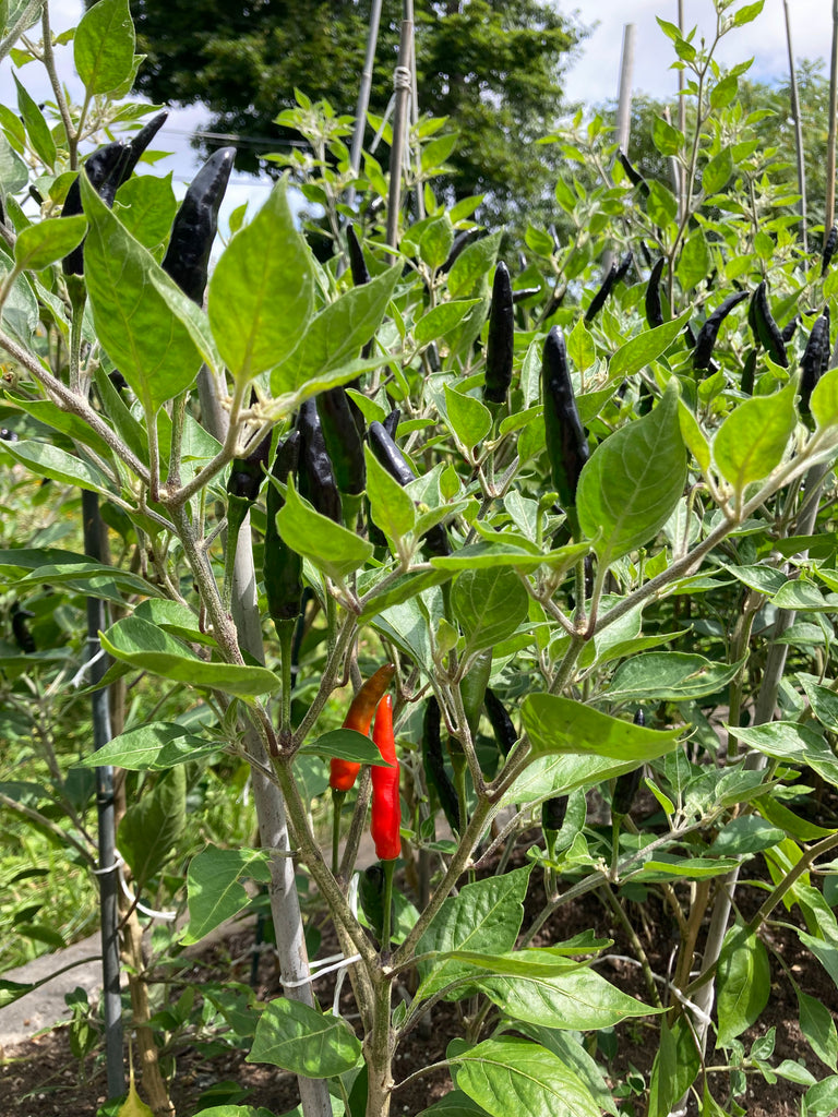 Wilson's Vietnamese Devil Pepper – Truelove Seeds