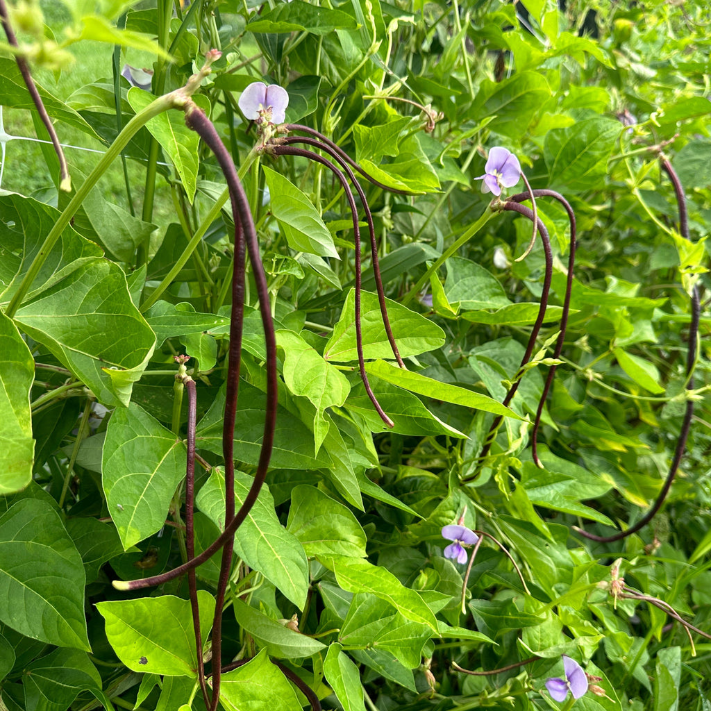 Purple Long Bean (Indonesia) – Truelove Seeds