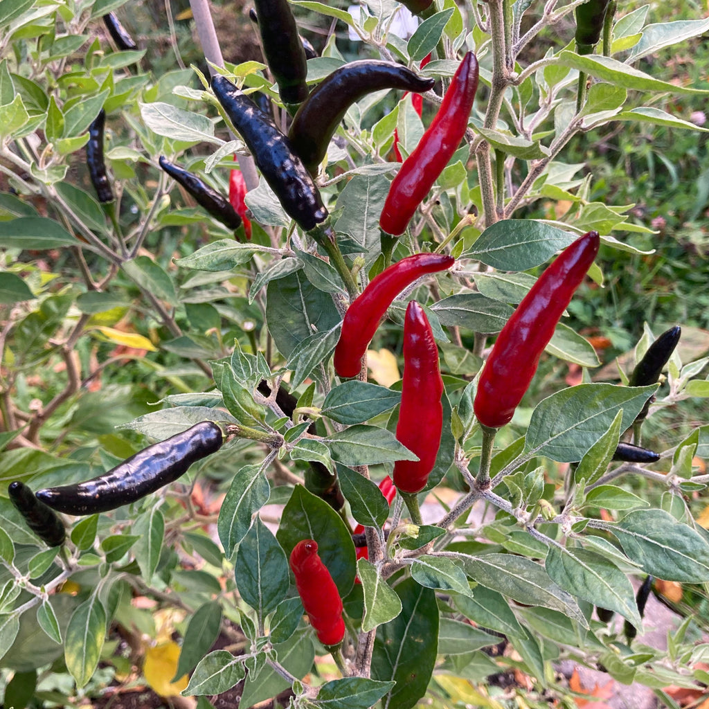 Wilson's Vietnamese Devil Pepper – Truelove Seeds