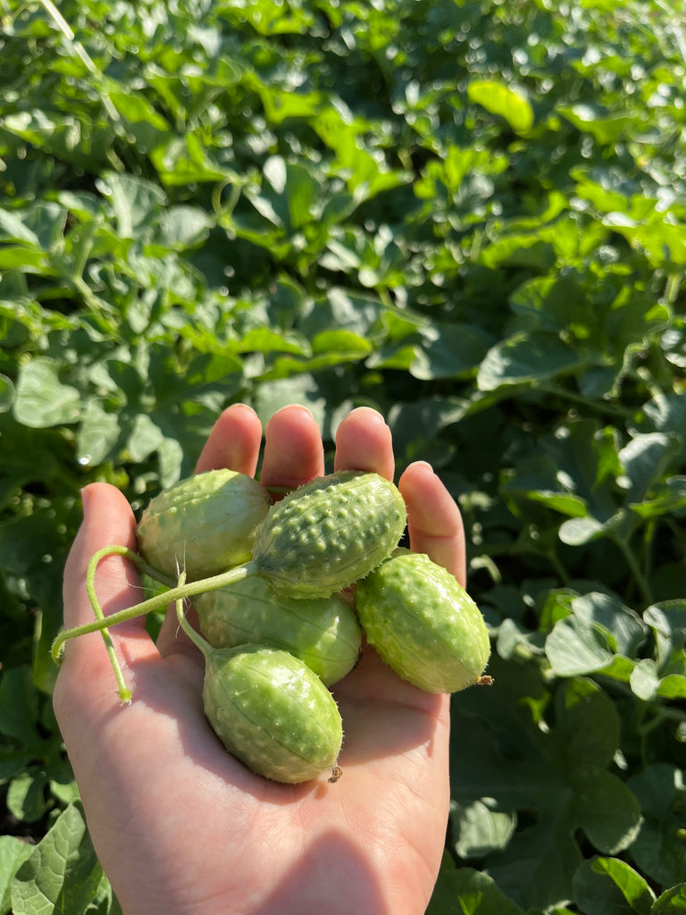 Burr Gherkin – Truelove Seeds