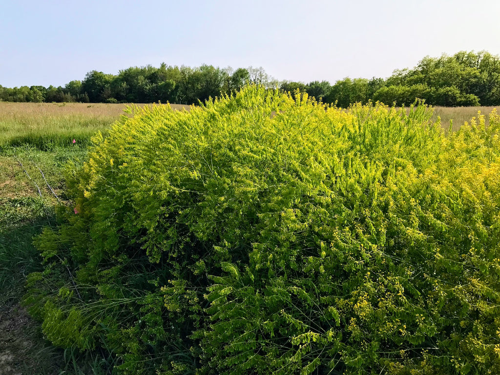 Woad – Truelove Seeds