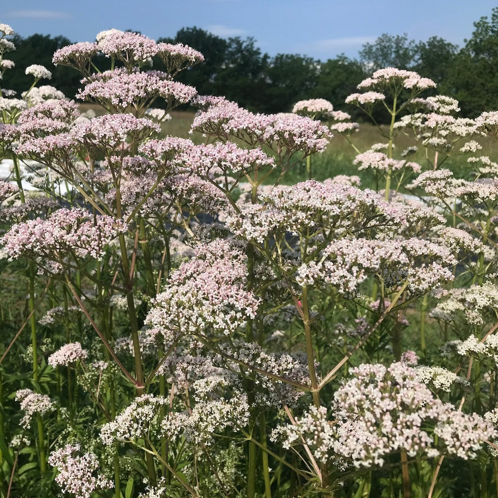 Valerian – Truelove Seeds
