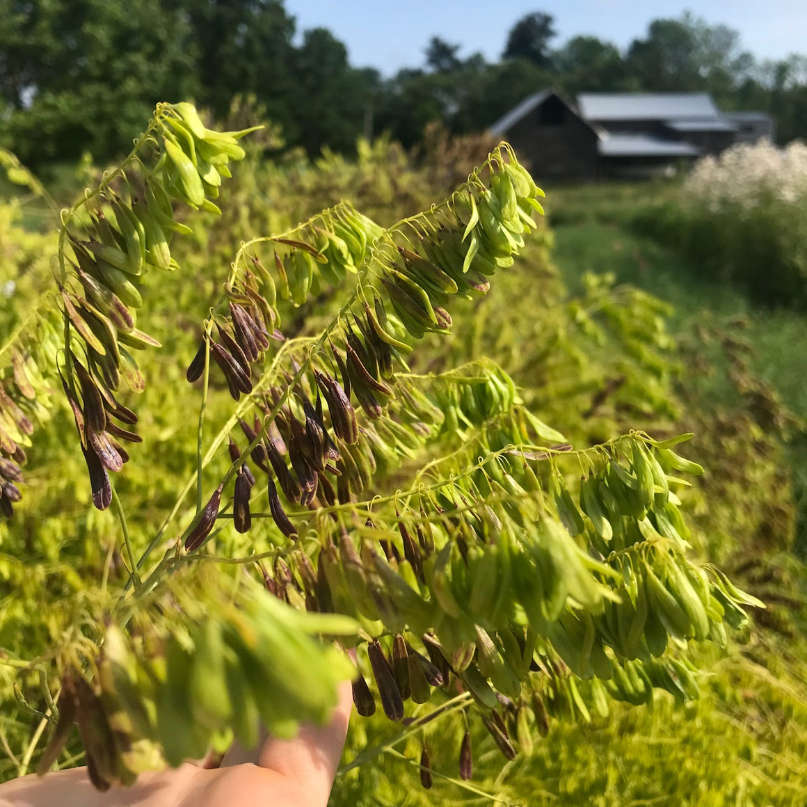 Woad – Truelove Seeds