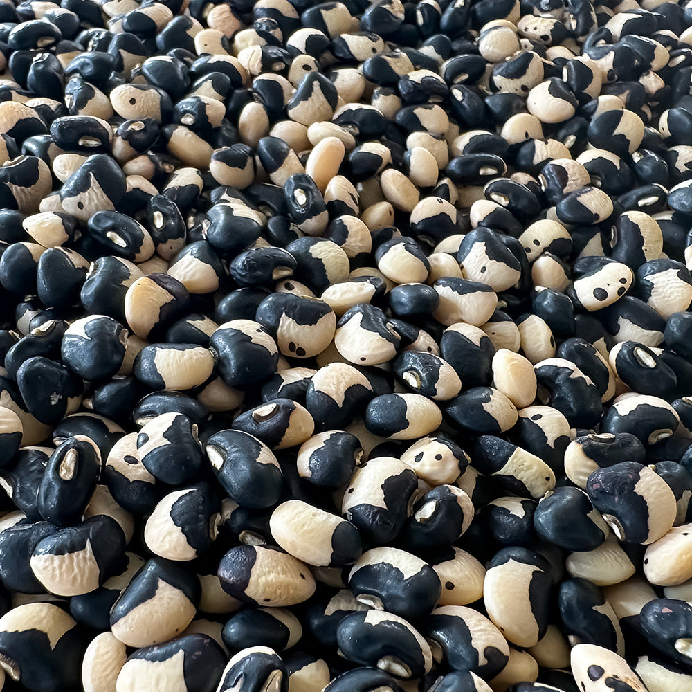 Minnesota 13 Field Pea – Truelove Seeds