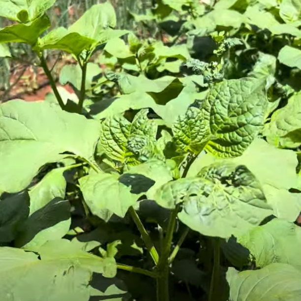 Mnavu (Leafy Green Nightshade) – Truelove Seeds