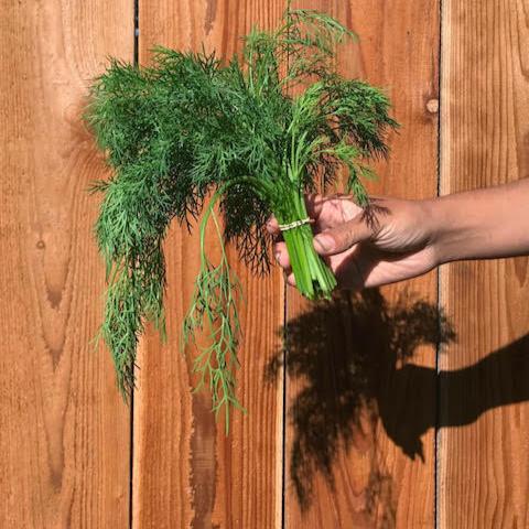 Shevid (Persian Dill) – Truelove Seeds