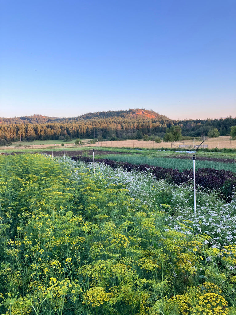 Shevid (Persian Dill) – Truelove Seeds