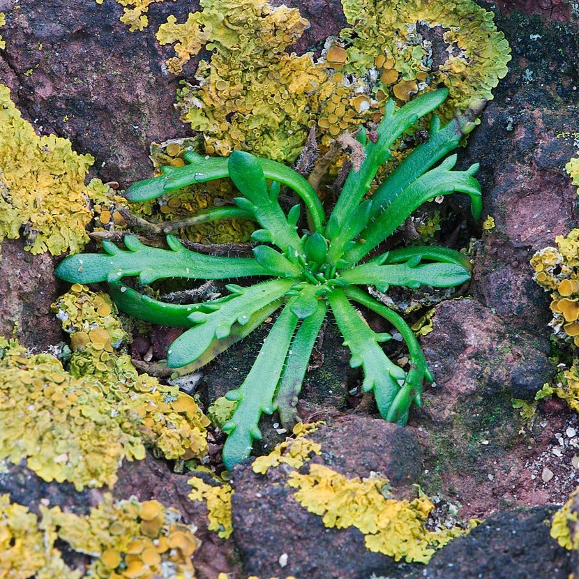 Erba Stella Plantain – Truelove Seeds