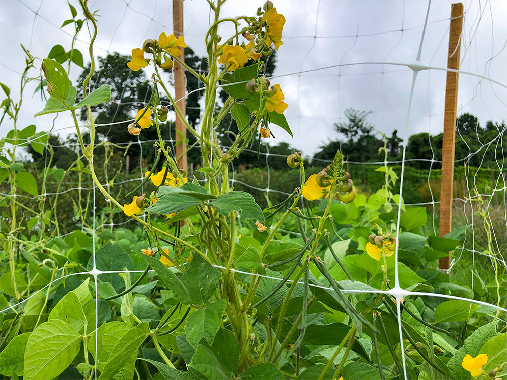 Tapilan Beans (Philippines) – Truelove Seeds