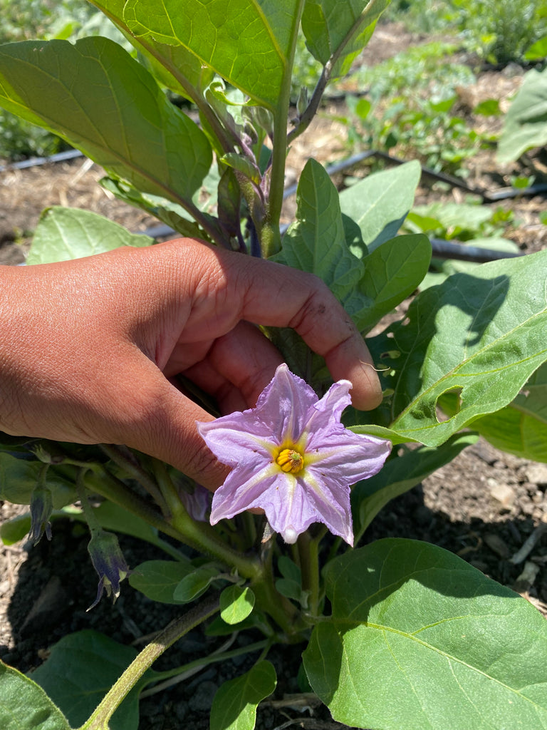 Bademjan (Iranian Eggplant) – Truelove Seeds