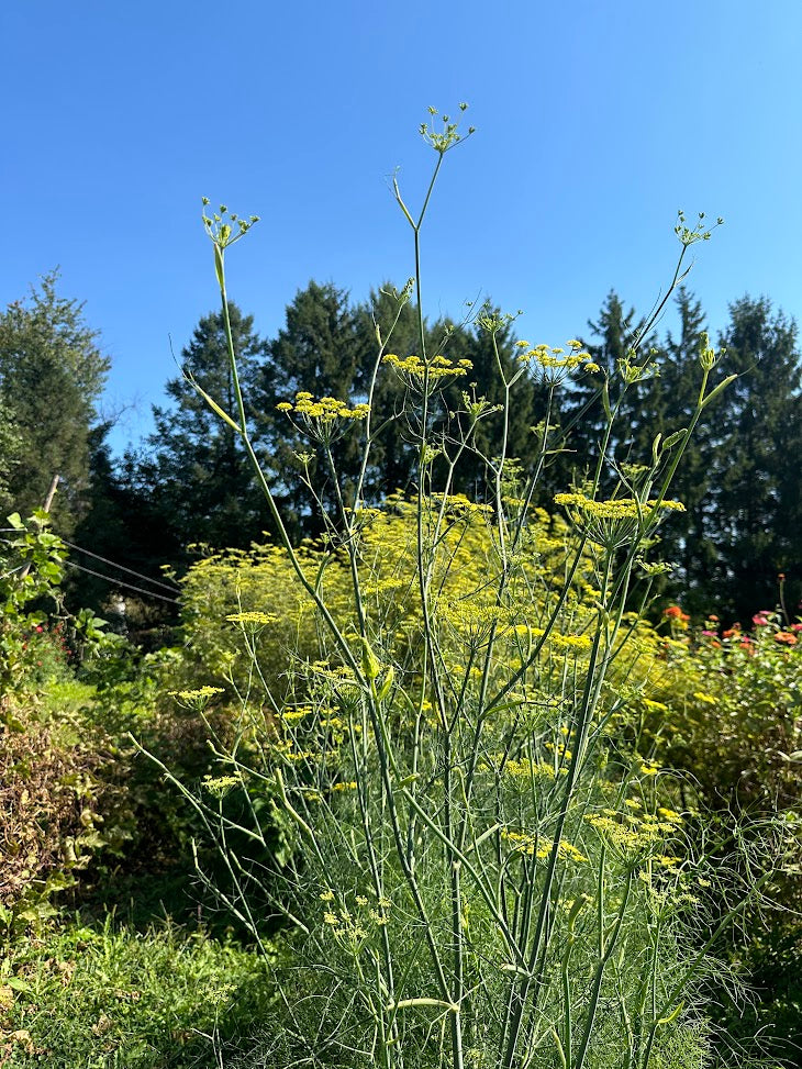 Finocchio (Italian Fennel) – Truelove Seeds