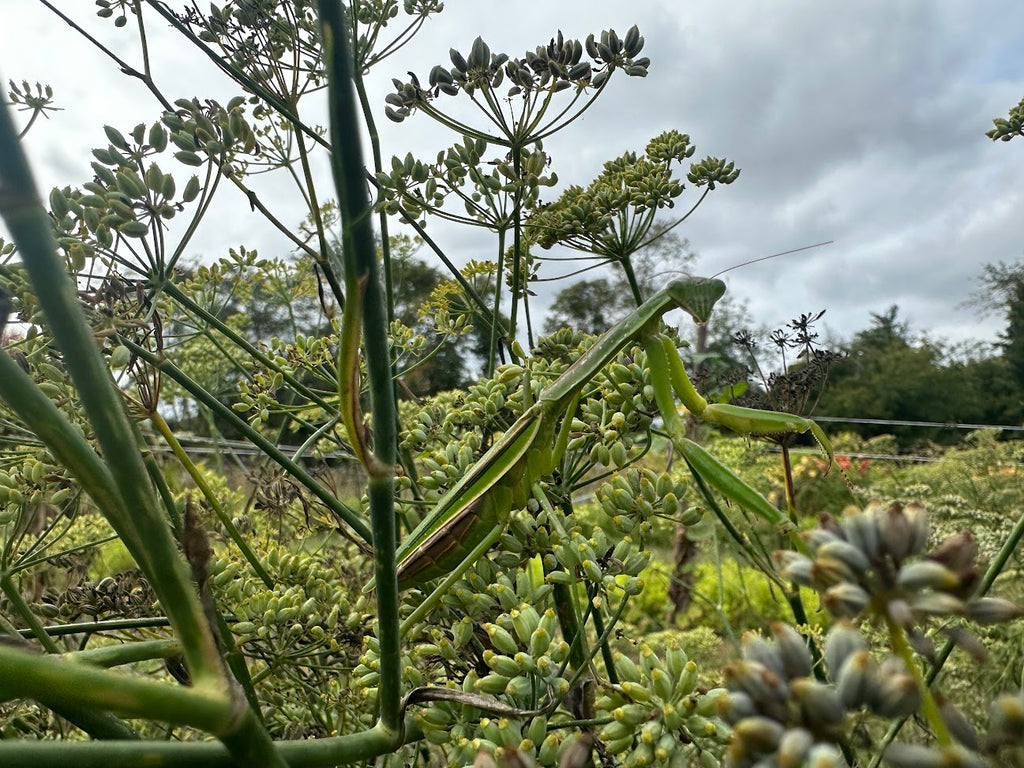 Finocchio (Italian Fennel) – Truelove Seeds