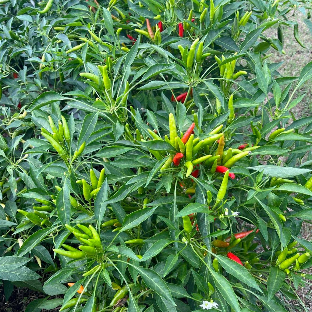 Ot Hiem (Red California Chili) – Truelove Seeds