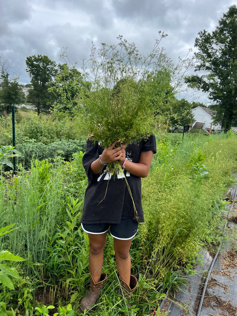 Cilantro Macho – Truelove Seeds