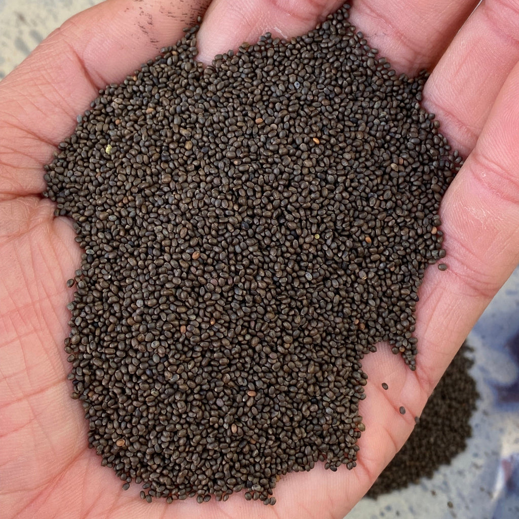 Marzeh (Iranian Summer Savory) – Truelove Seeds