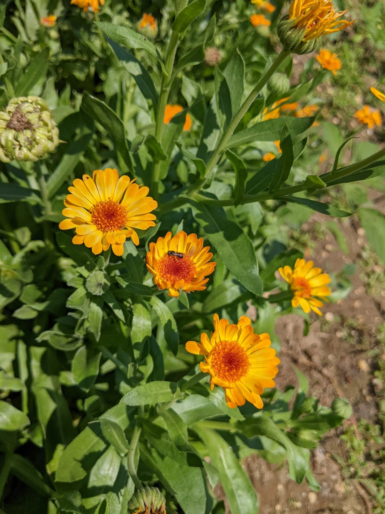 'Odesa Market' Calendula – Truelove Seeds