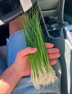 Tareh (Persian Leek) – Truelove Seeds