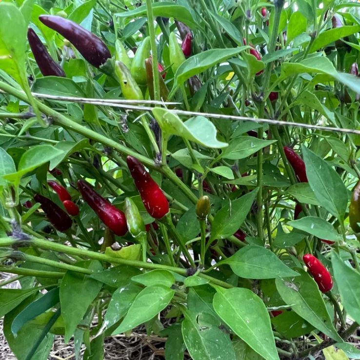 West Park Bird's Eye (Piri Piri) Pepper – Truelove Seeds