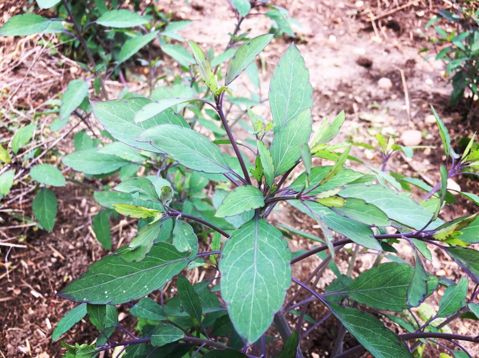 Quillquiña (Bolivian Coriander) – Truelove Seeds