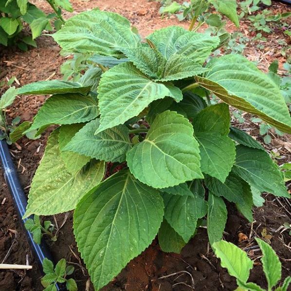 38N Kkaennip (Korean Perilla) – Truelove Seeds