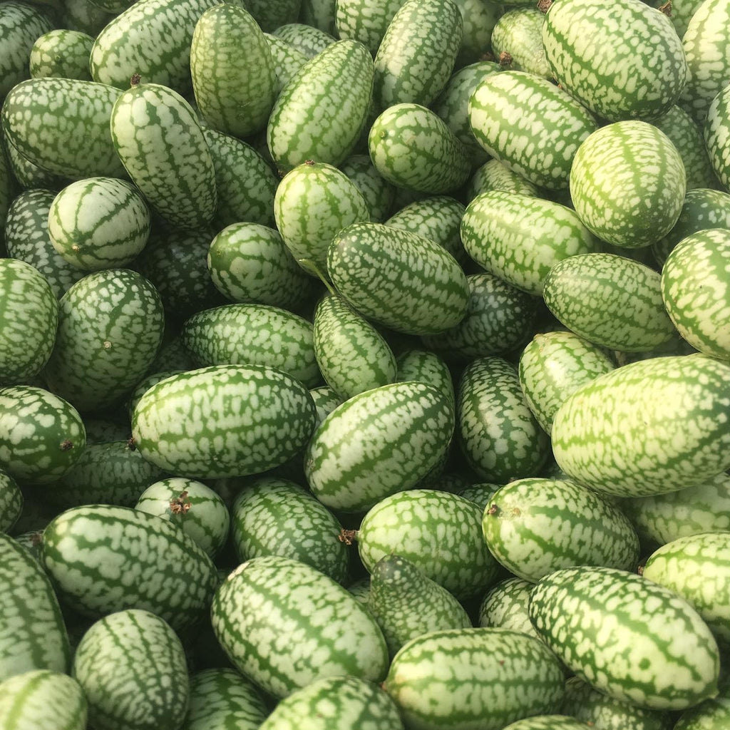 Cucamelon (Mouse Melon) – Truelove Seeds