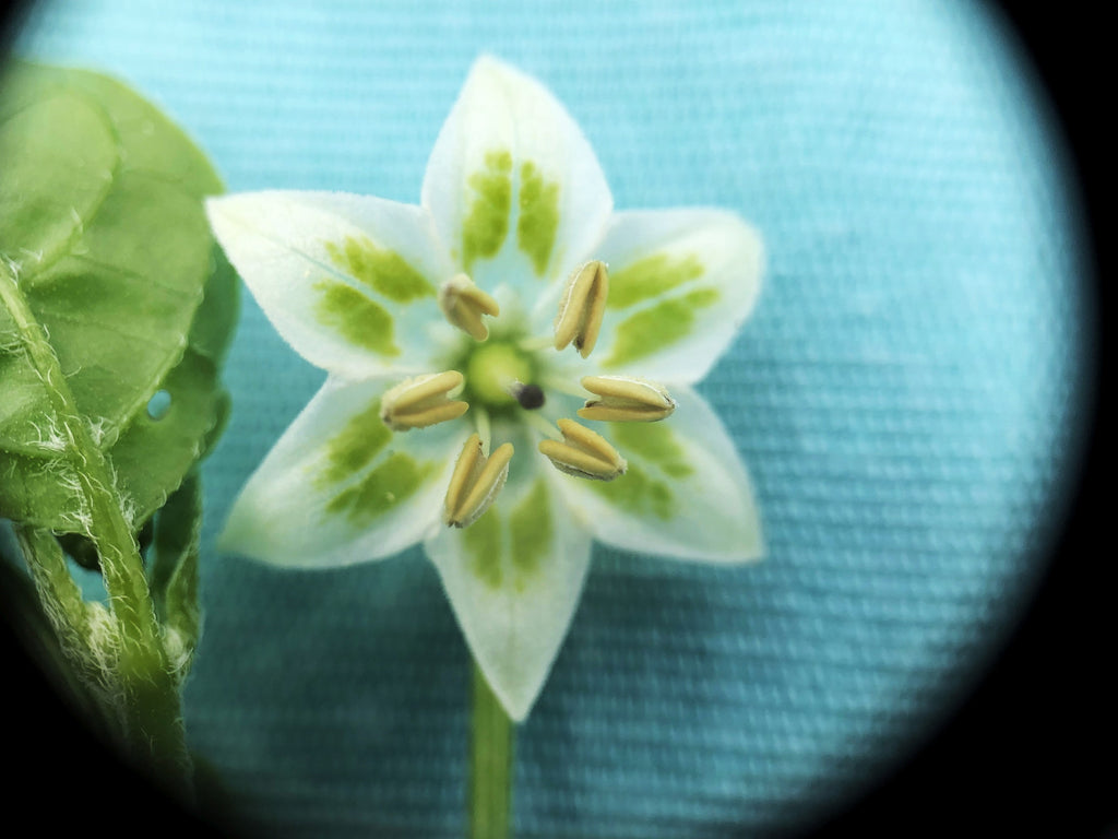 Ají Limón Pepper – Truelove Seeds