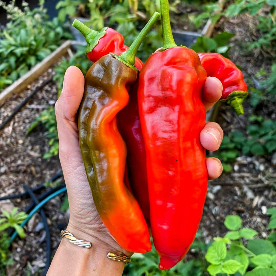 Aleppo Pepper – Truelove Seeds