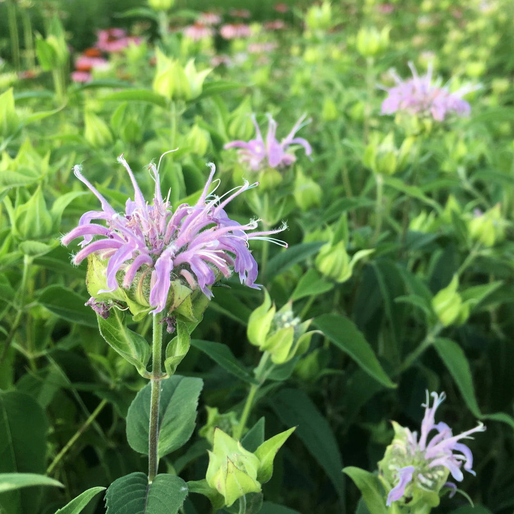Bee Balm (Purple) – Truelove Seeds