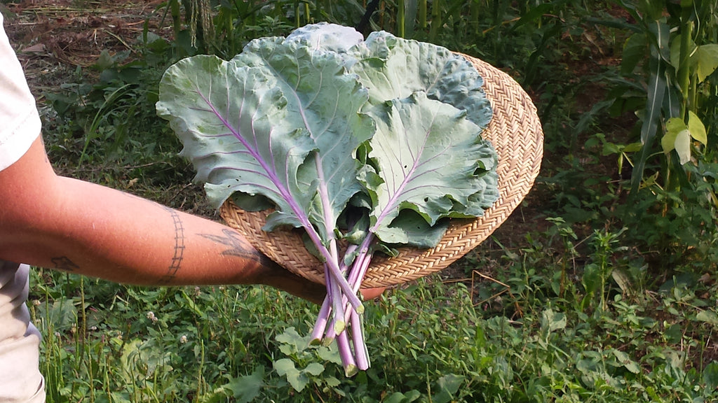 Alabama Blue Collards – Truelove Seeds