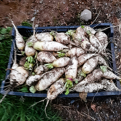 German Bier Garten Radish – Truelove Seeds