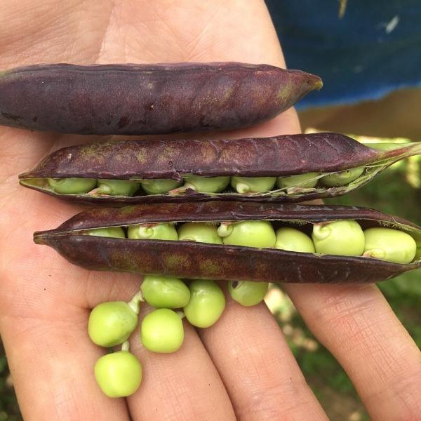 Blue Pod Capucijner Pea – Truelove Seeds